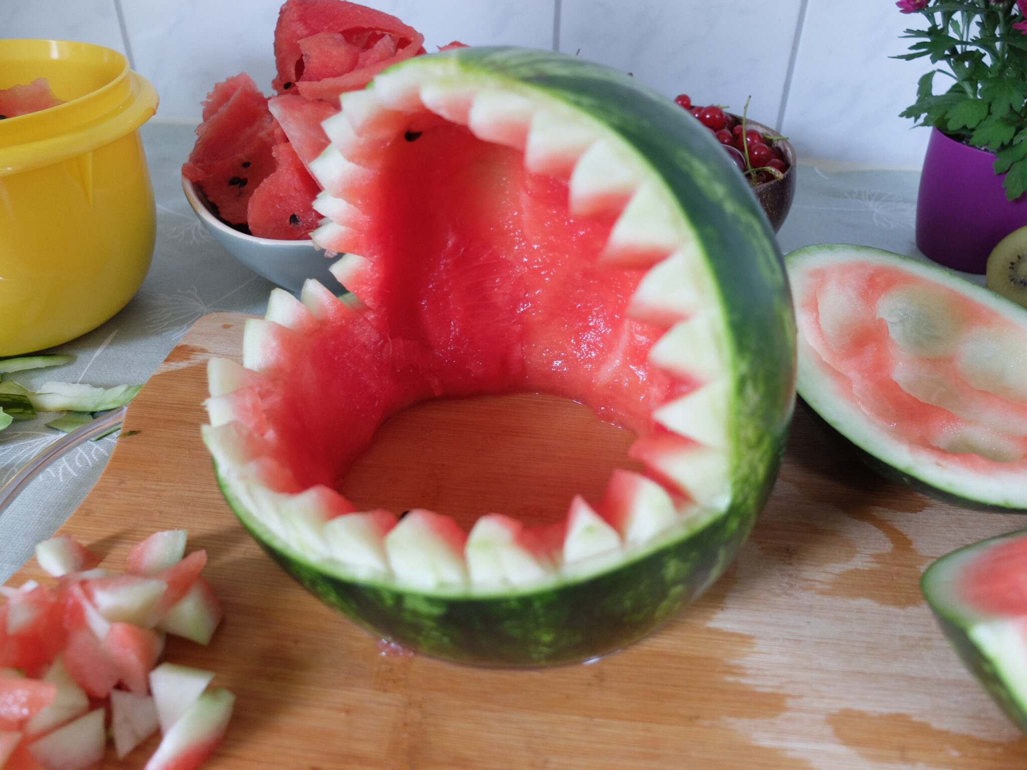 Wassermelonenhaifisch - Bavarian Lady